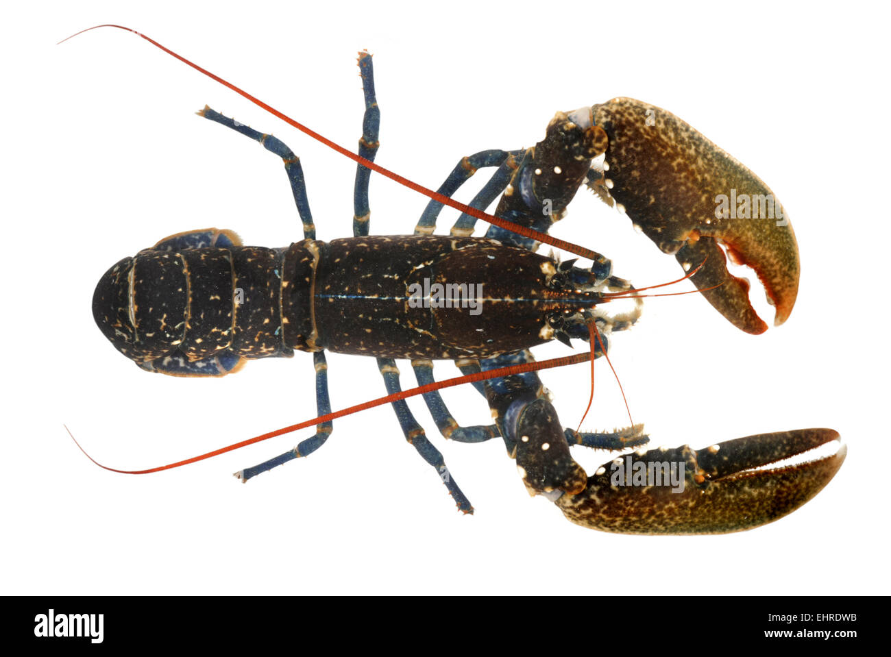 Homarus Vulgaris High Resolution Stock Photography and Images - Alamy
