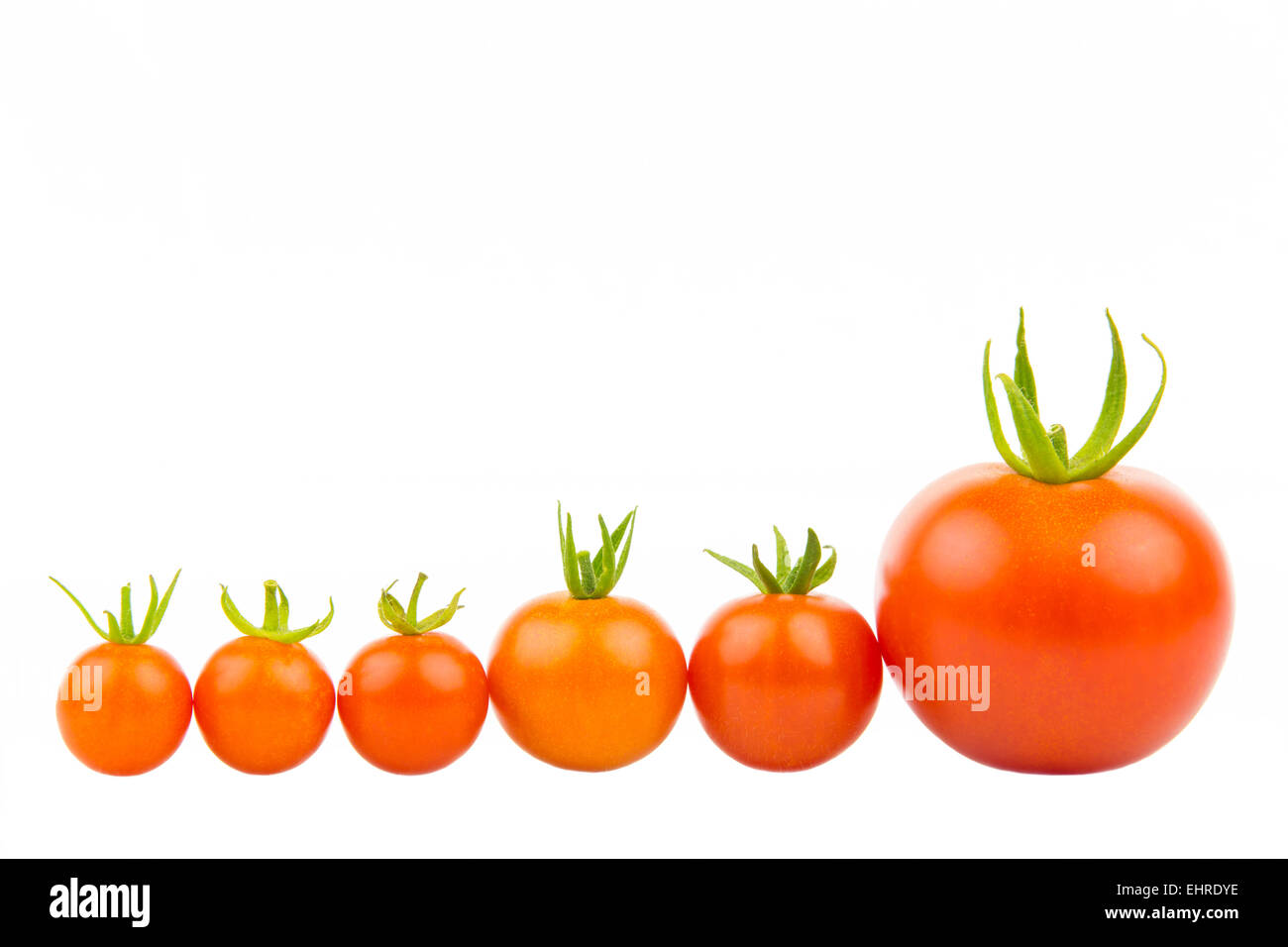 Very big tomatoes hi-res stock photography and images - Alamy