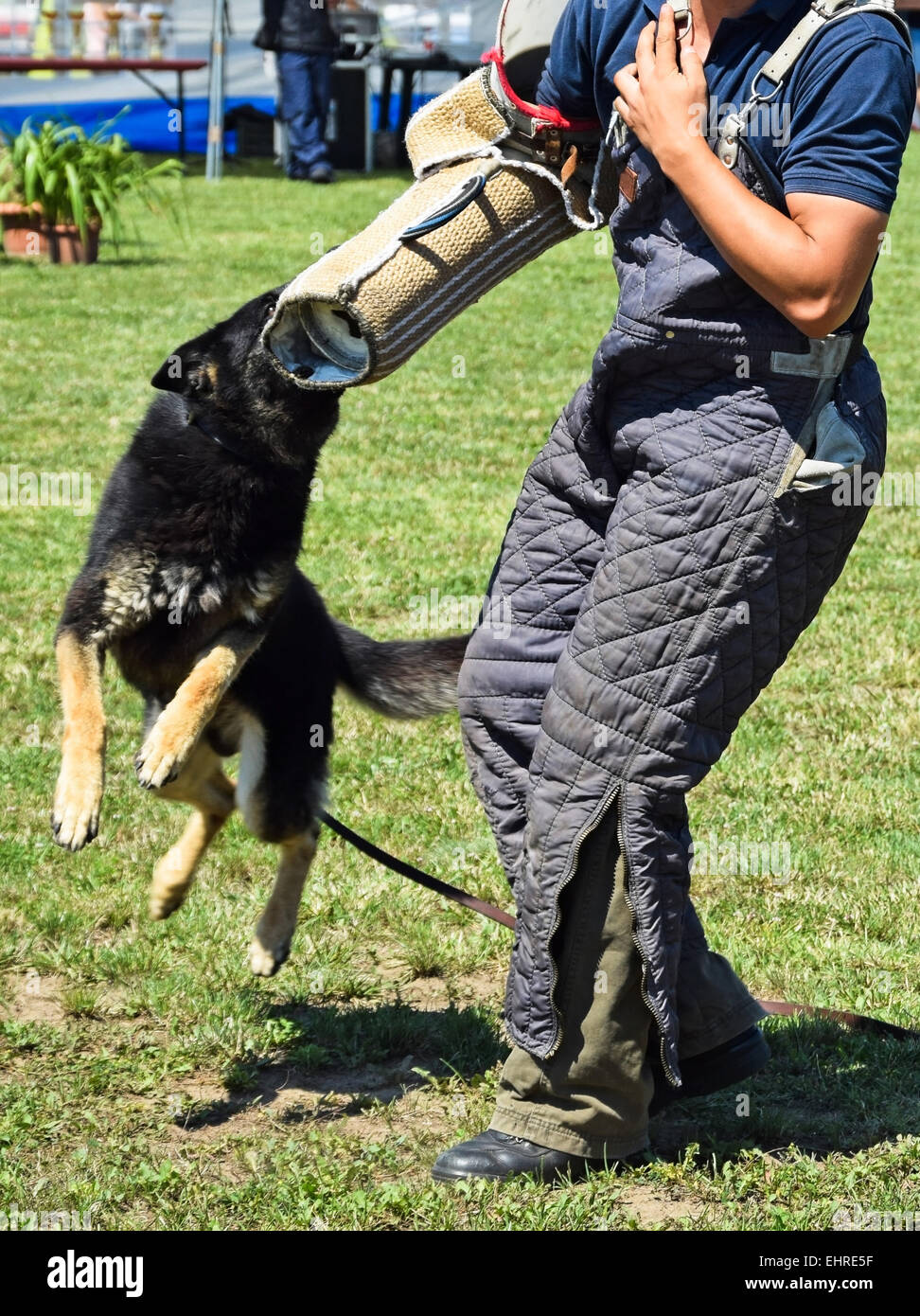 German shepherd dog in training Stock Photo - Alamy