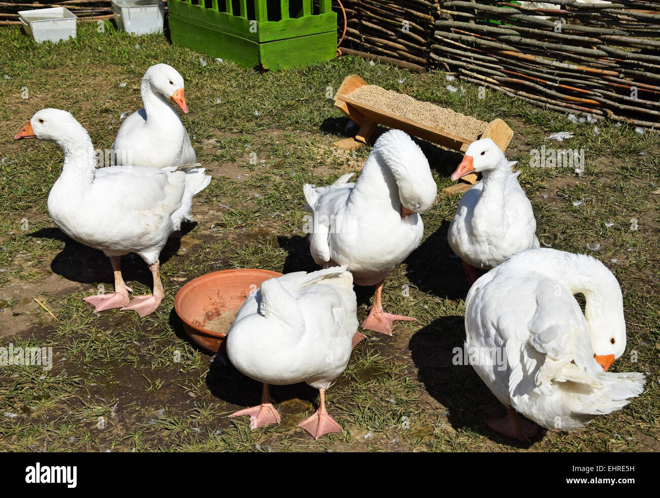 One poultry animal hi-res stock photography and images - Alamy