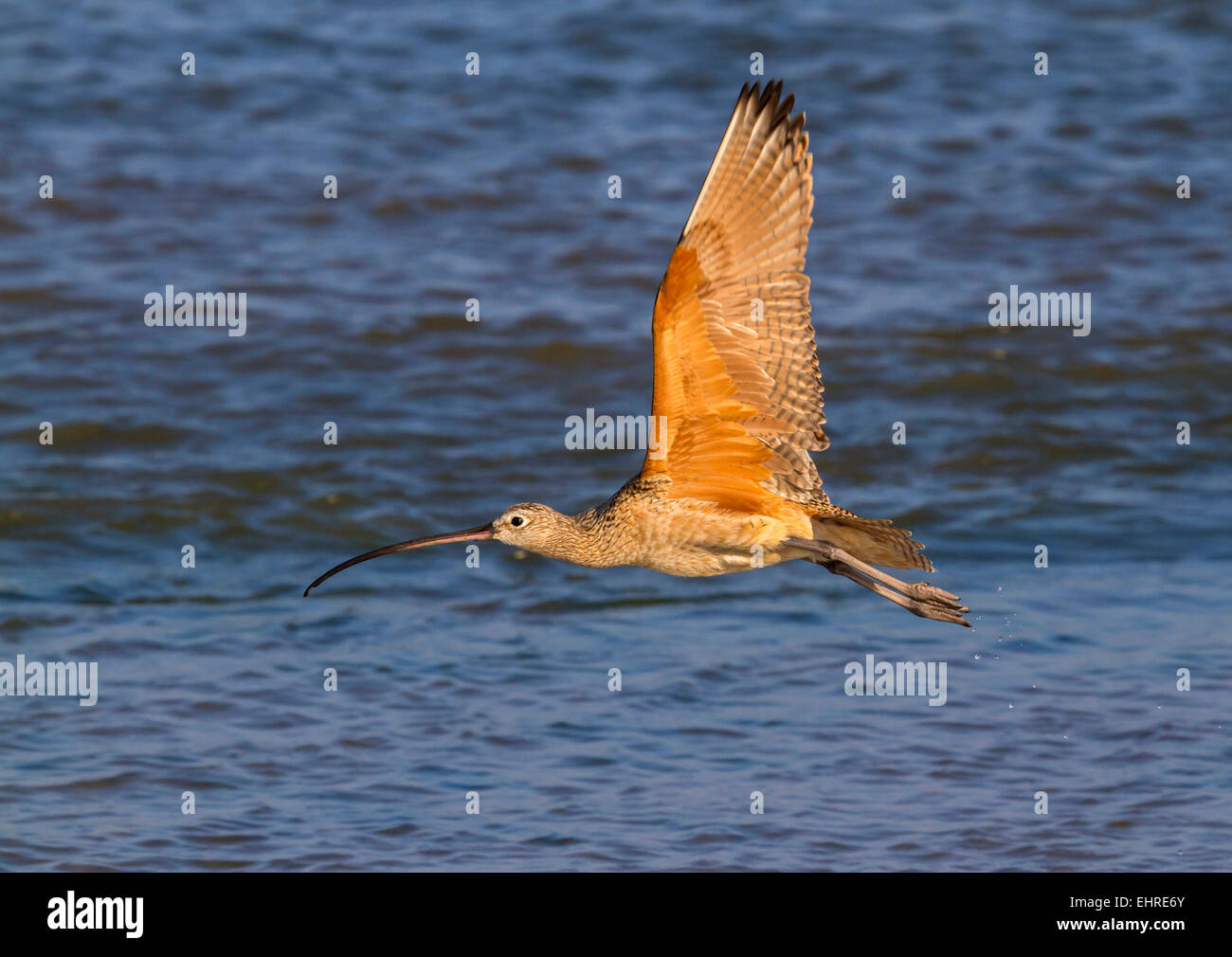 Curlew seashore hi-res stock photography and images - Alamy