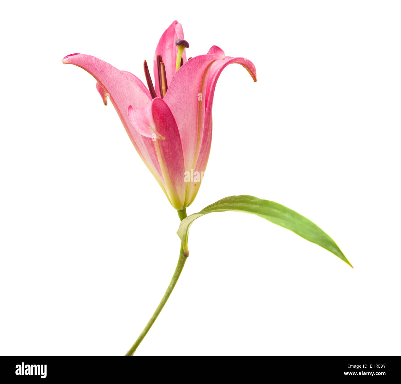pink lily single open flower isolated on white background Stock Photo ...