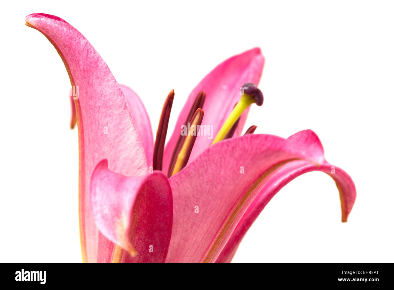 pink lily opening bud isolated on white background Stock Photo - Alamy