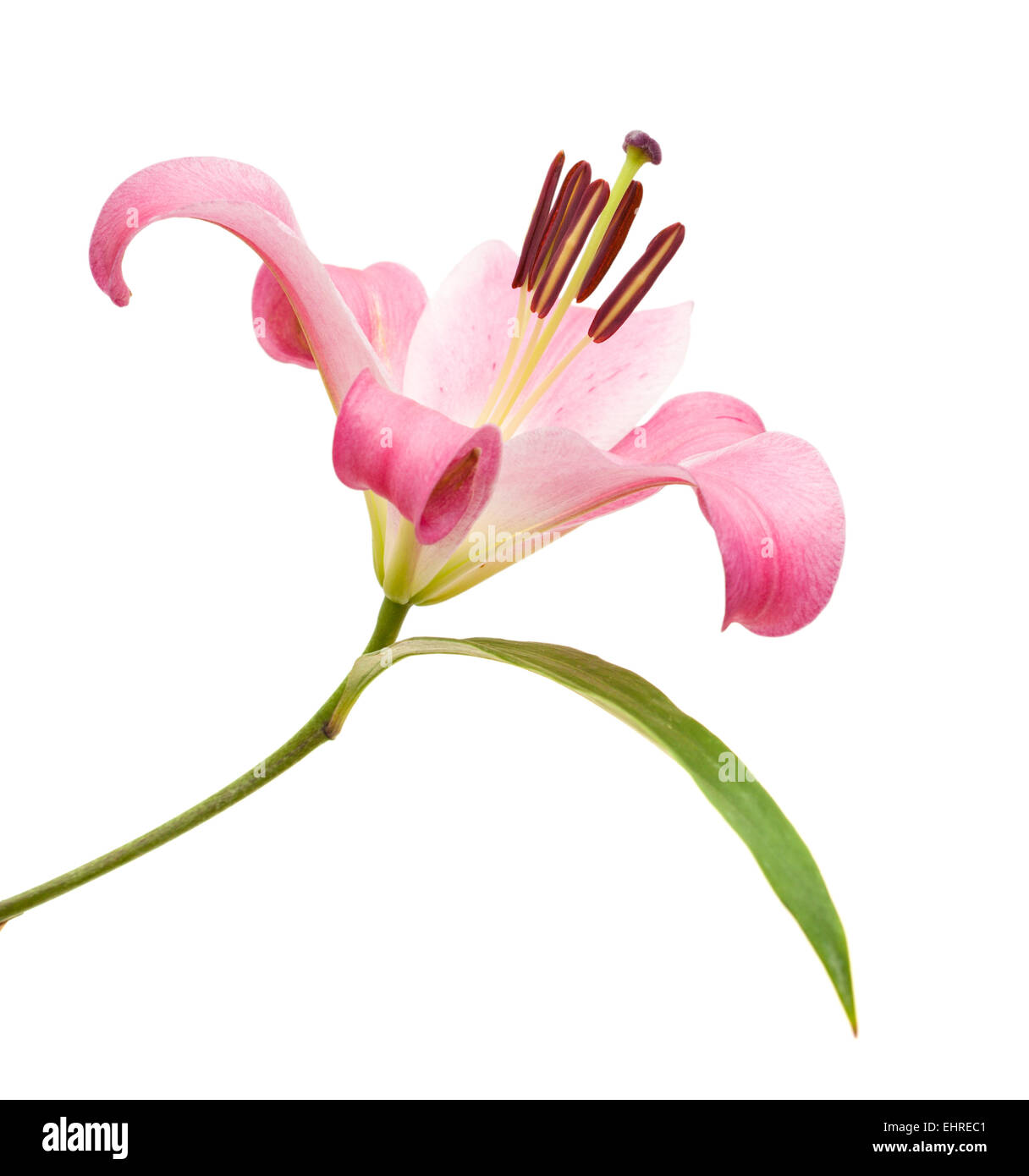 pink lily single openflower isolated on white background Stock Photo ...