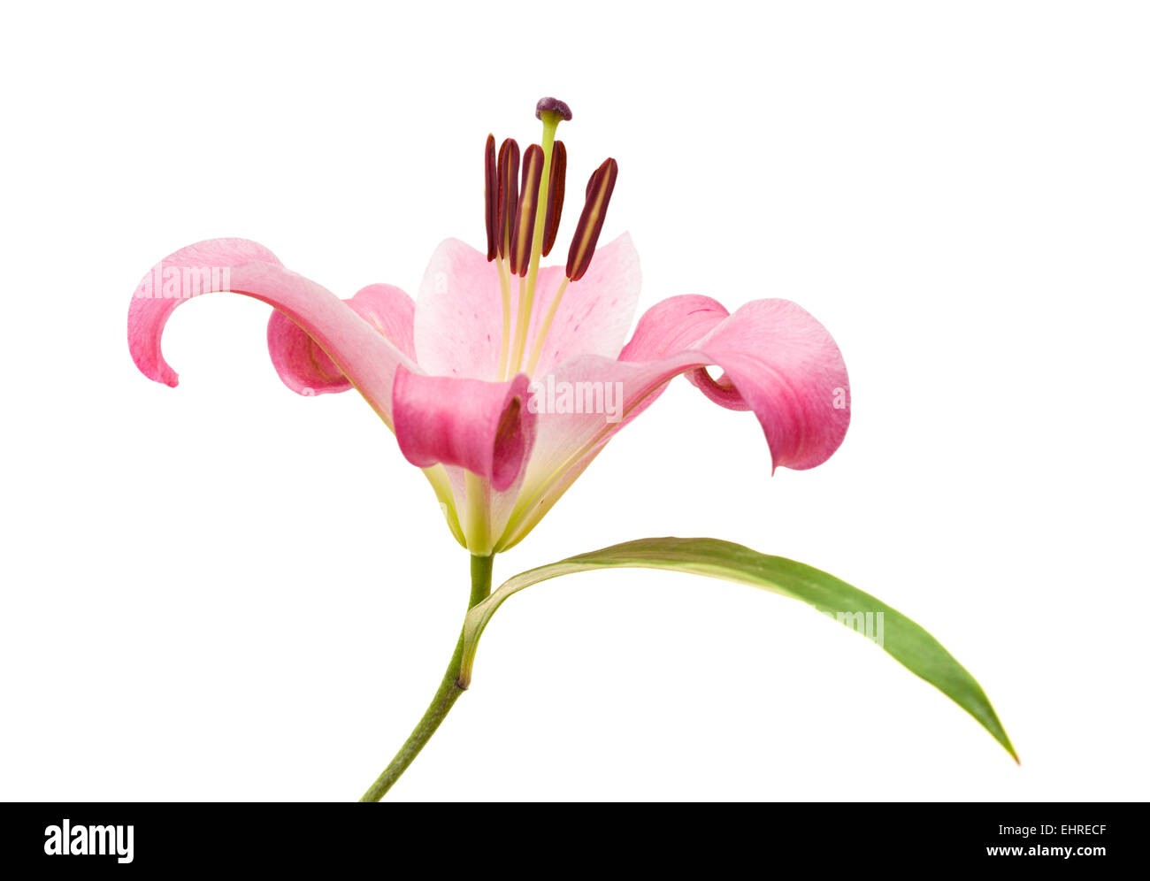 pink lily single openflower isolated on white background Stock Photo ...