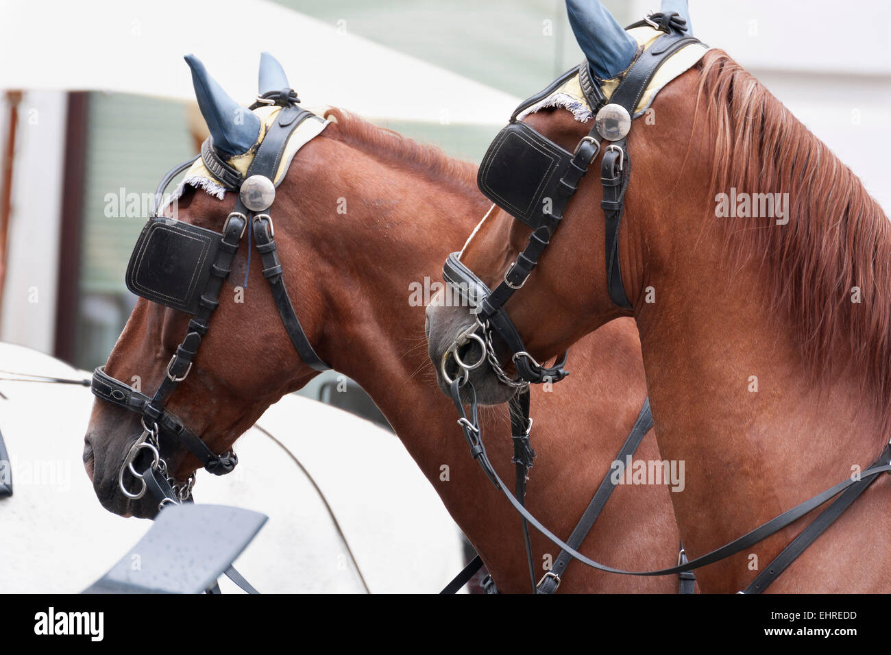 Pulling carriage hi-res stock photography and images - Alamy