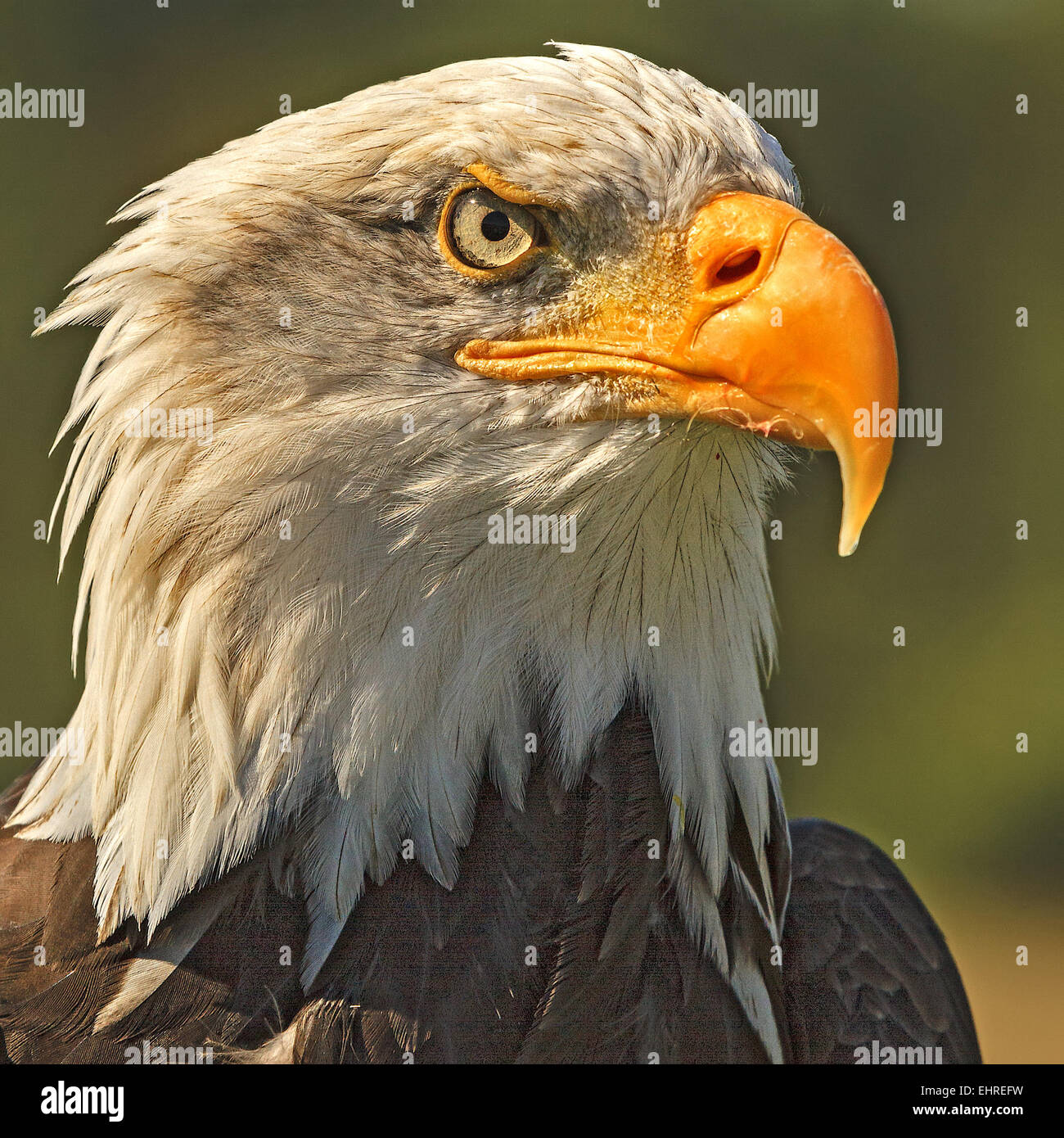 Angry Bald Eagle (Haliaeetus leucocephalus Stock Photo - Alamy