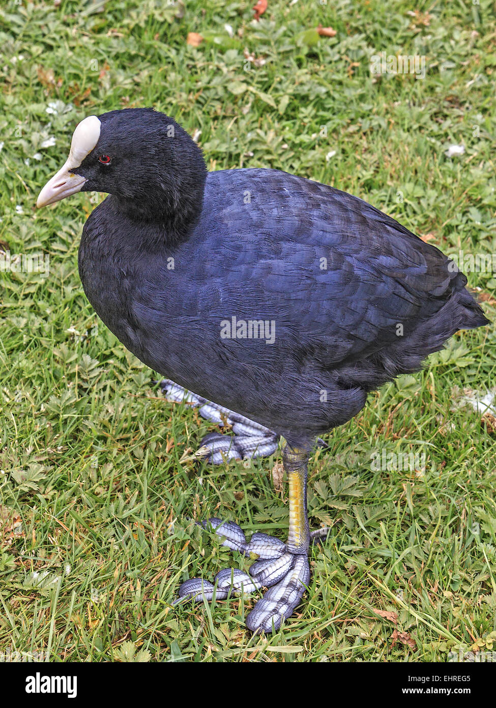 Coot feet hi-res stock photography and images - Alamy