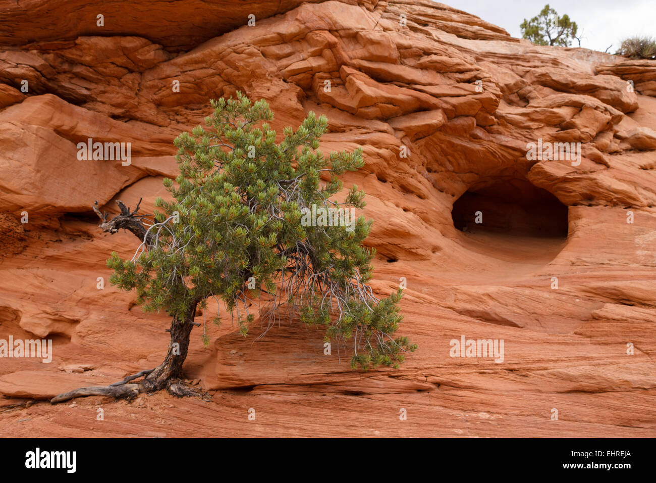 Tree on rocks Stock Photo - Alamy
