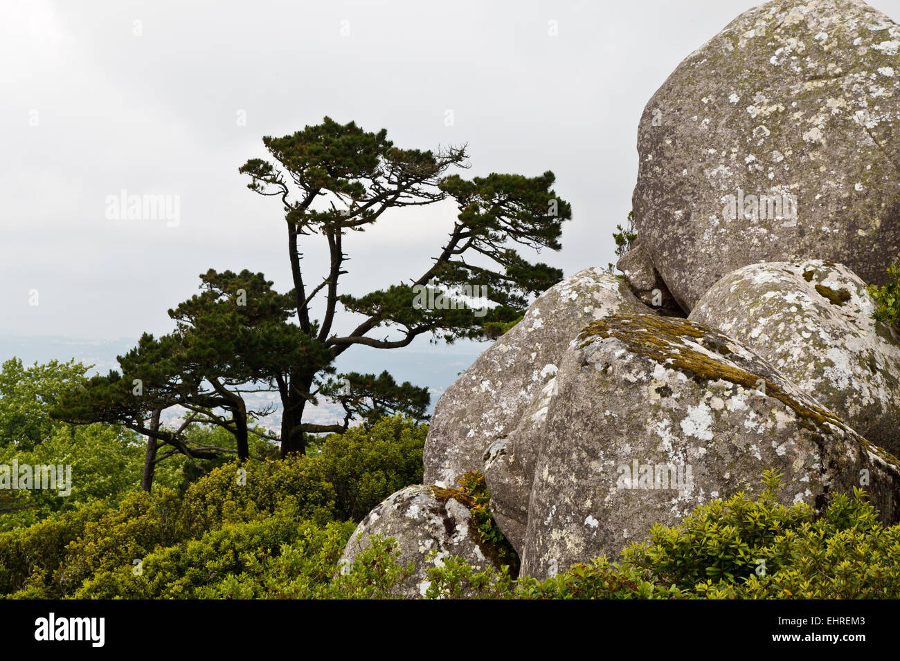 Moorish castle pine tree hi-res stock photography and images - Alamy