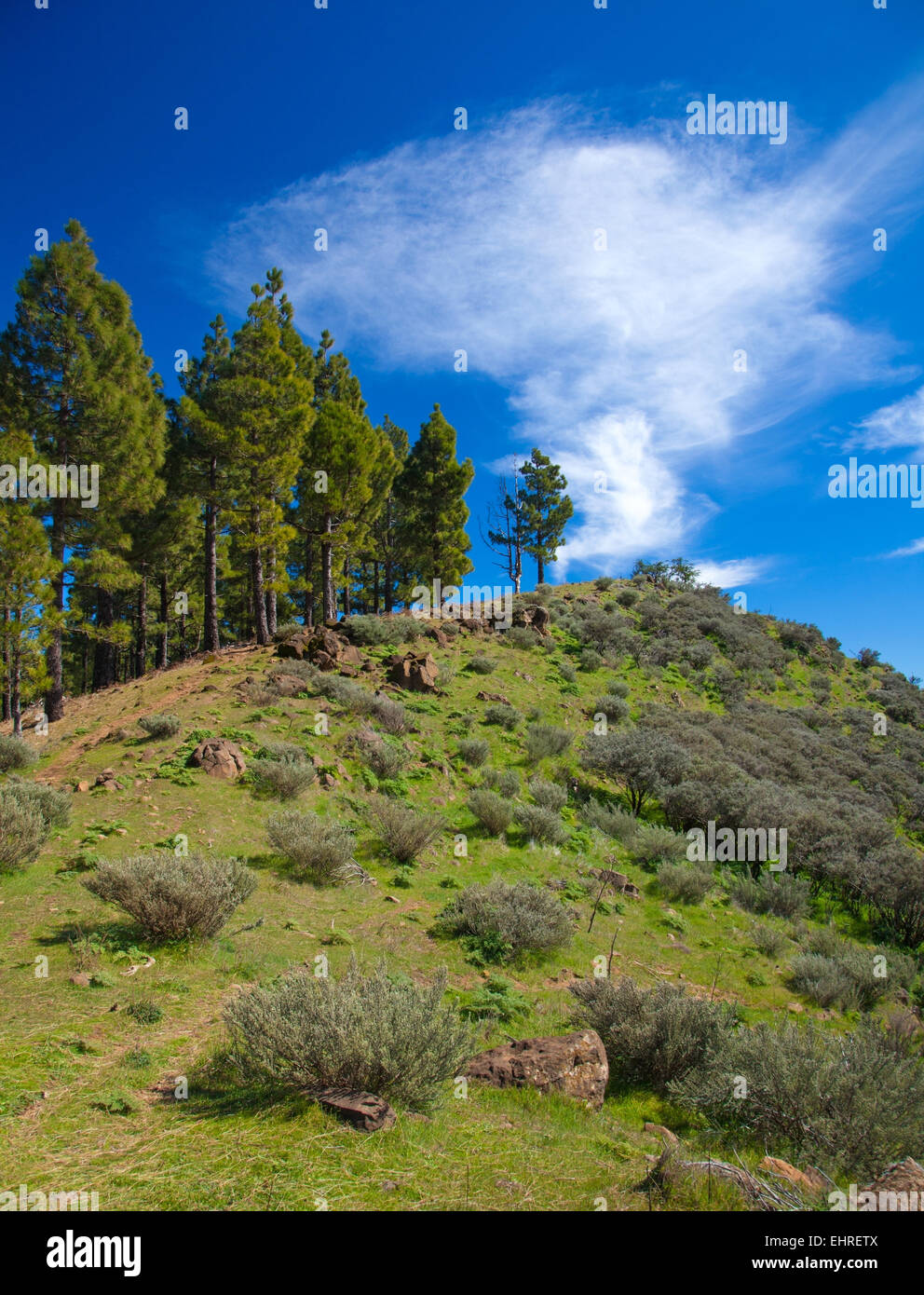 Pinus Canariensis, Canarian pine trees growing on a crest Stock Photo ...