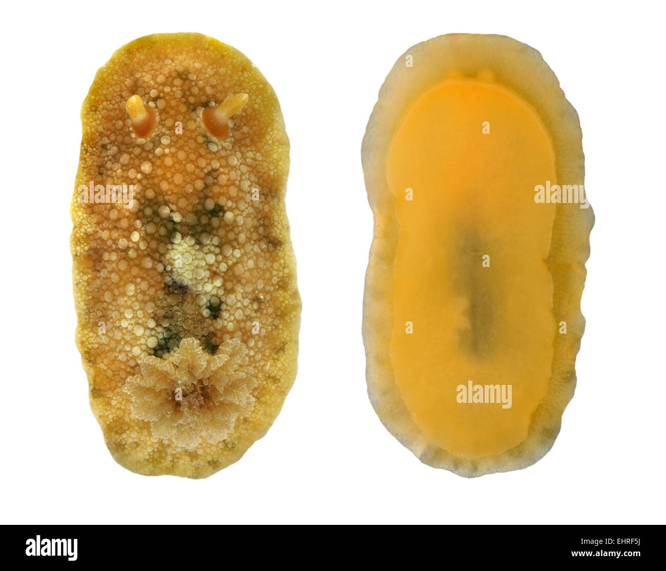 Sea lemon hi-res stock photography and images - Alamy