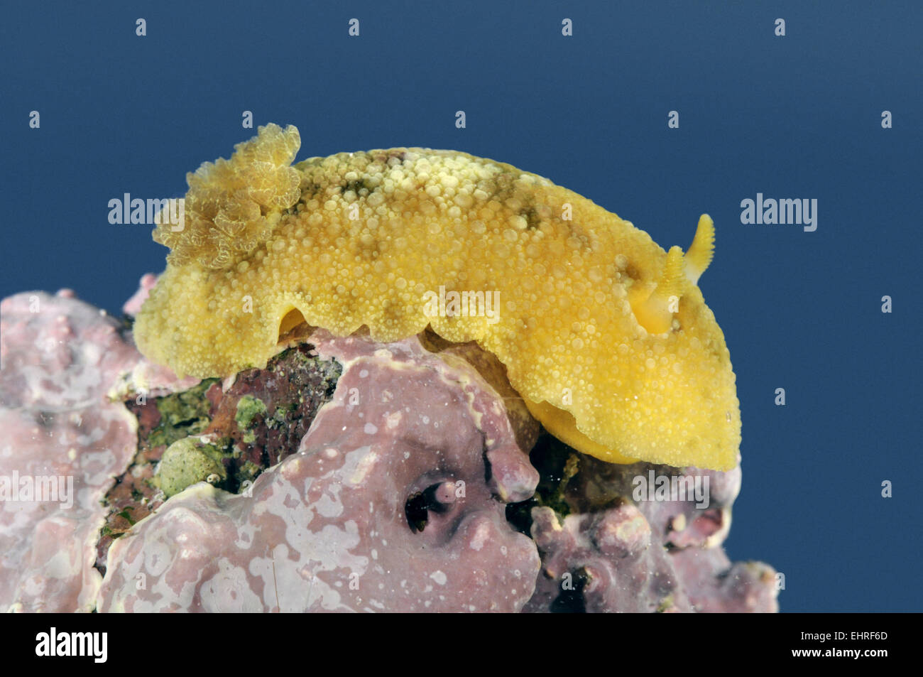 Sea Lemon - Archidoris pseudoargus Stock Photo - Alamy