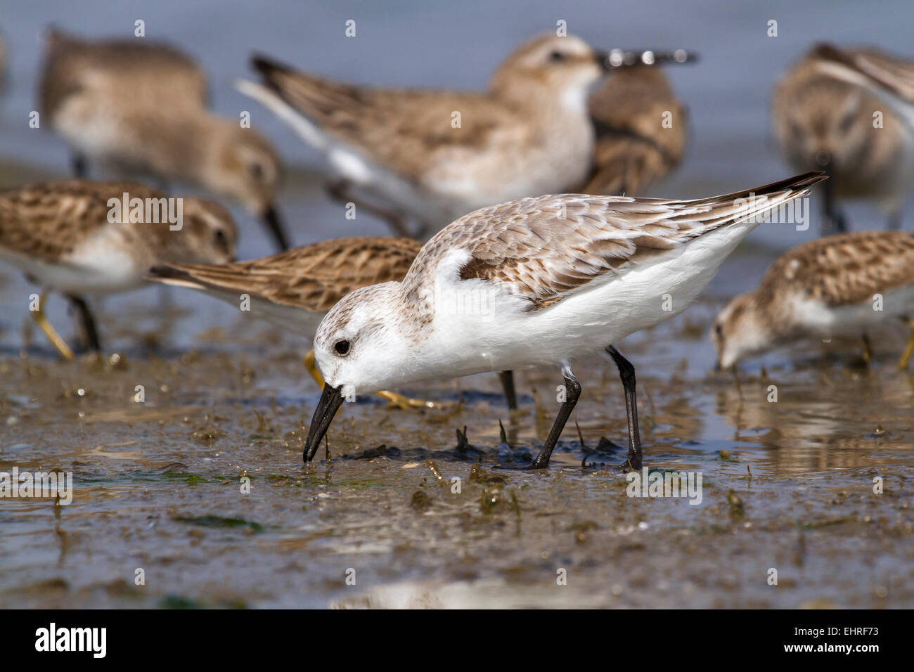 Sandpipers and shorebirds hi-res stock photography and images - Alamy