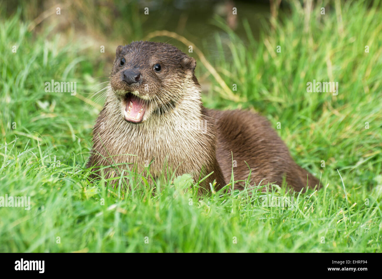 EURPEAN BRITISH OTTER, Lutra Luta, Surrey; England Stock Photo - Alamy