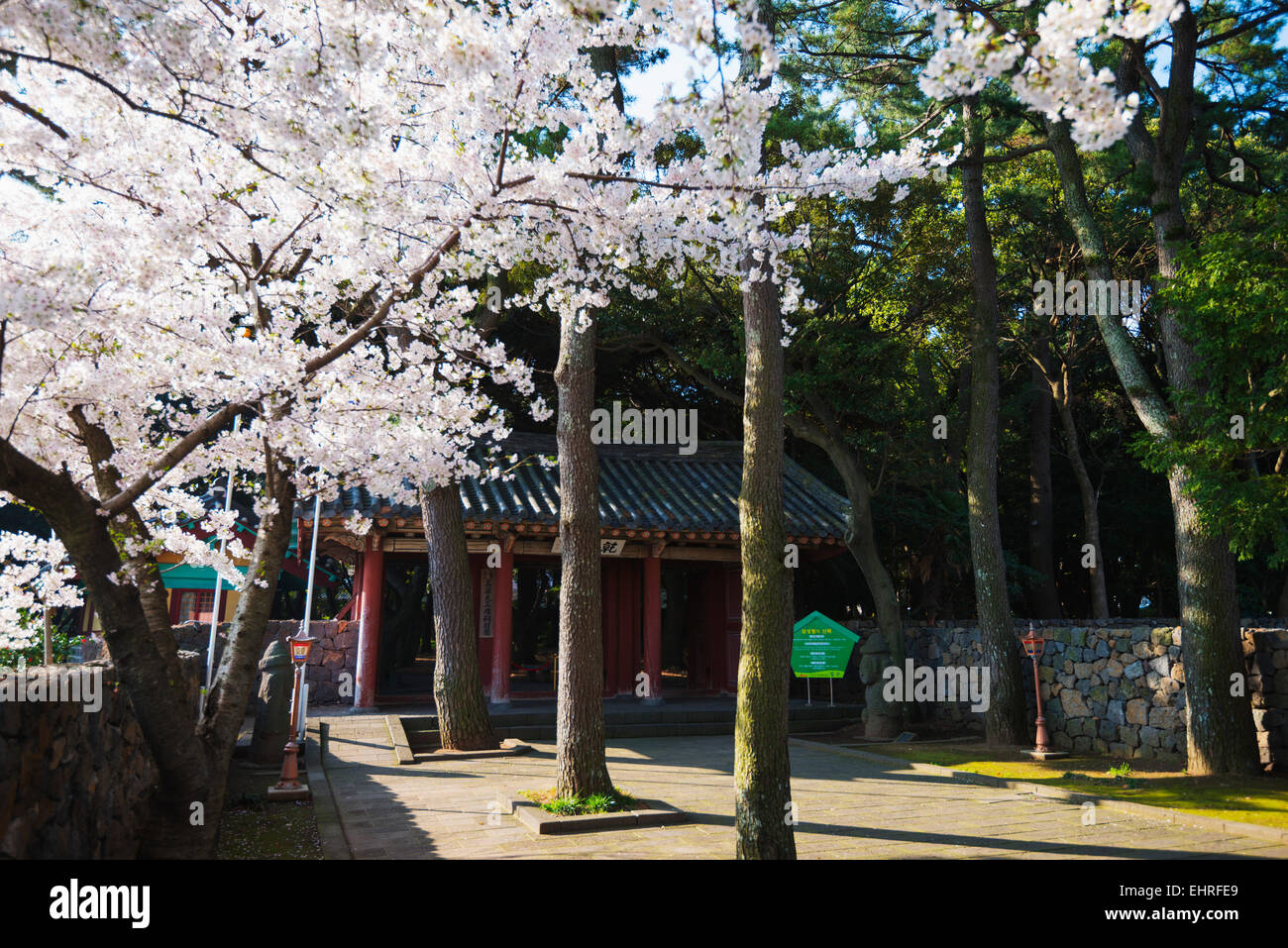 Asia, Republic of Korea, South Korea, Jeju island, Jeju city ...
