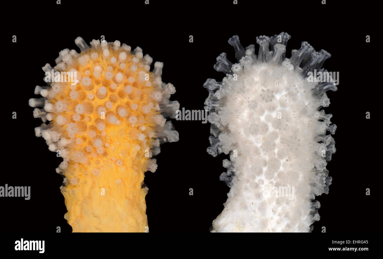 Alcyonium Digitatum High Resolution Stock Photography and Images - Alamy