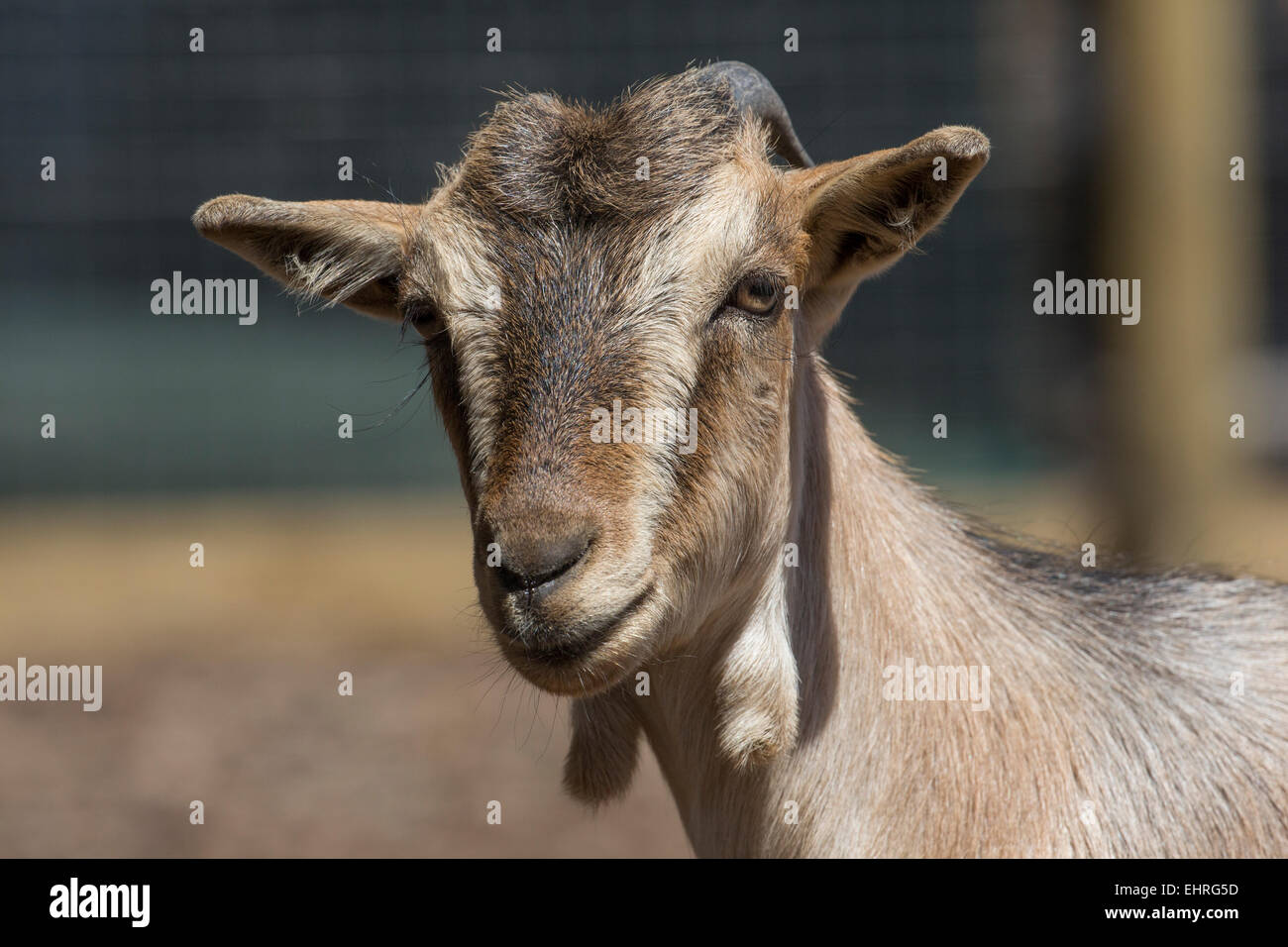 Goat close up hi-res stock photography and images - Alamy