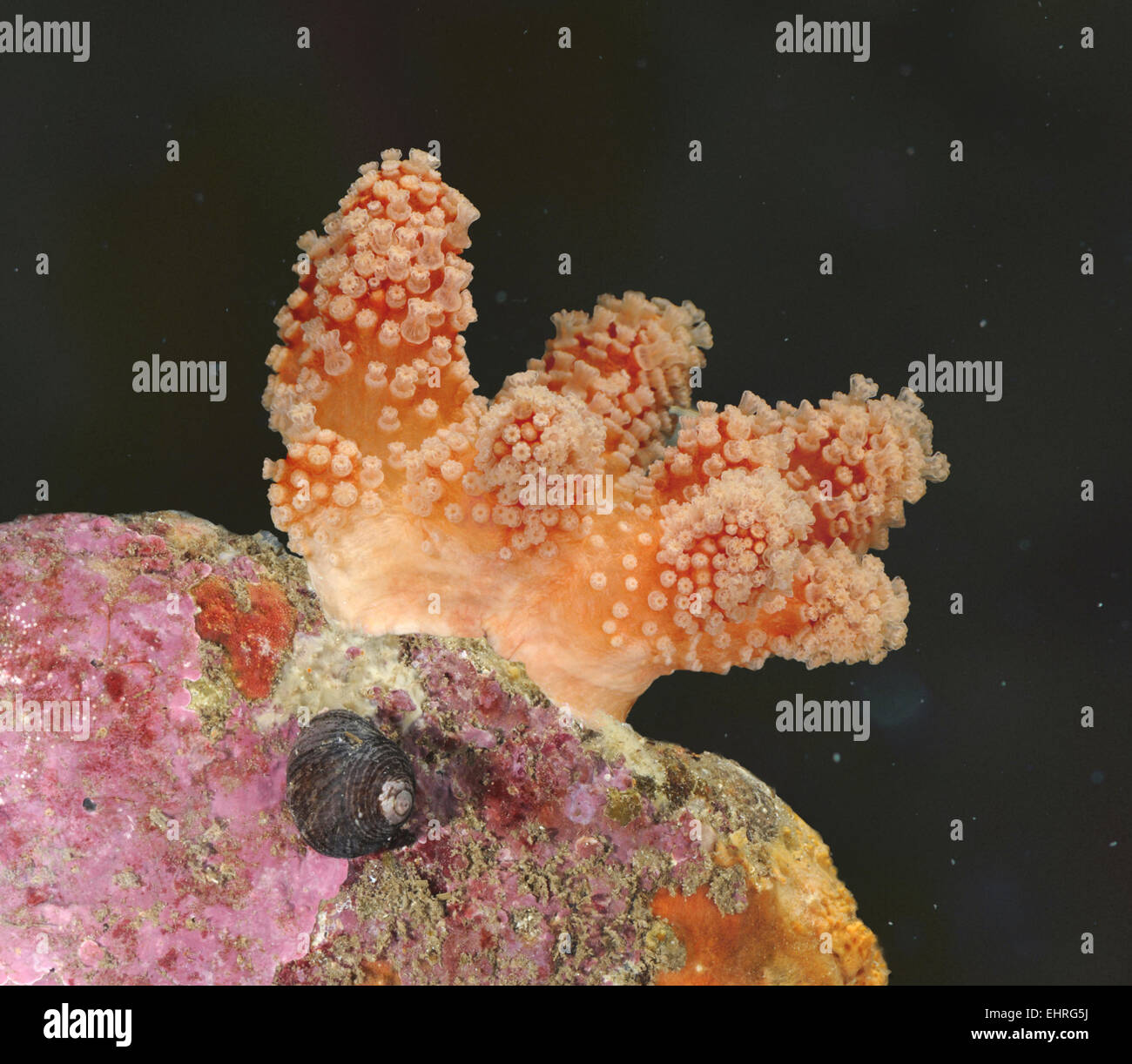 Alcyonium glomeratum hi-res stock photography and images - Alamy