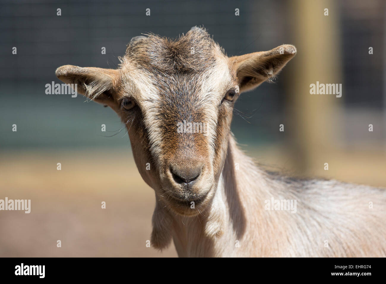 Goat close up hi-res stock photography and images - Alamy