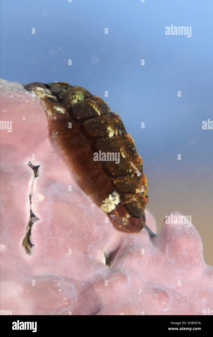 Callochiton septemvalvis hi-res stock photography and images - Alamy
