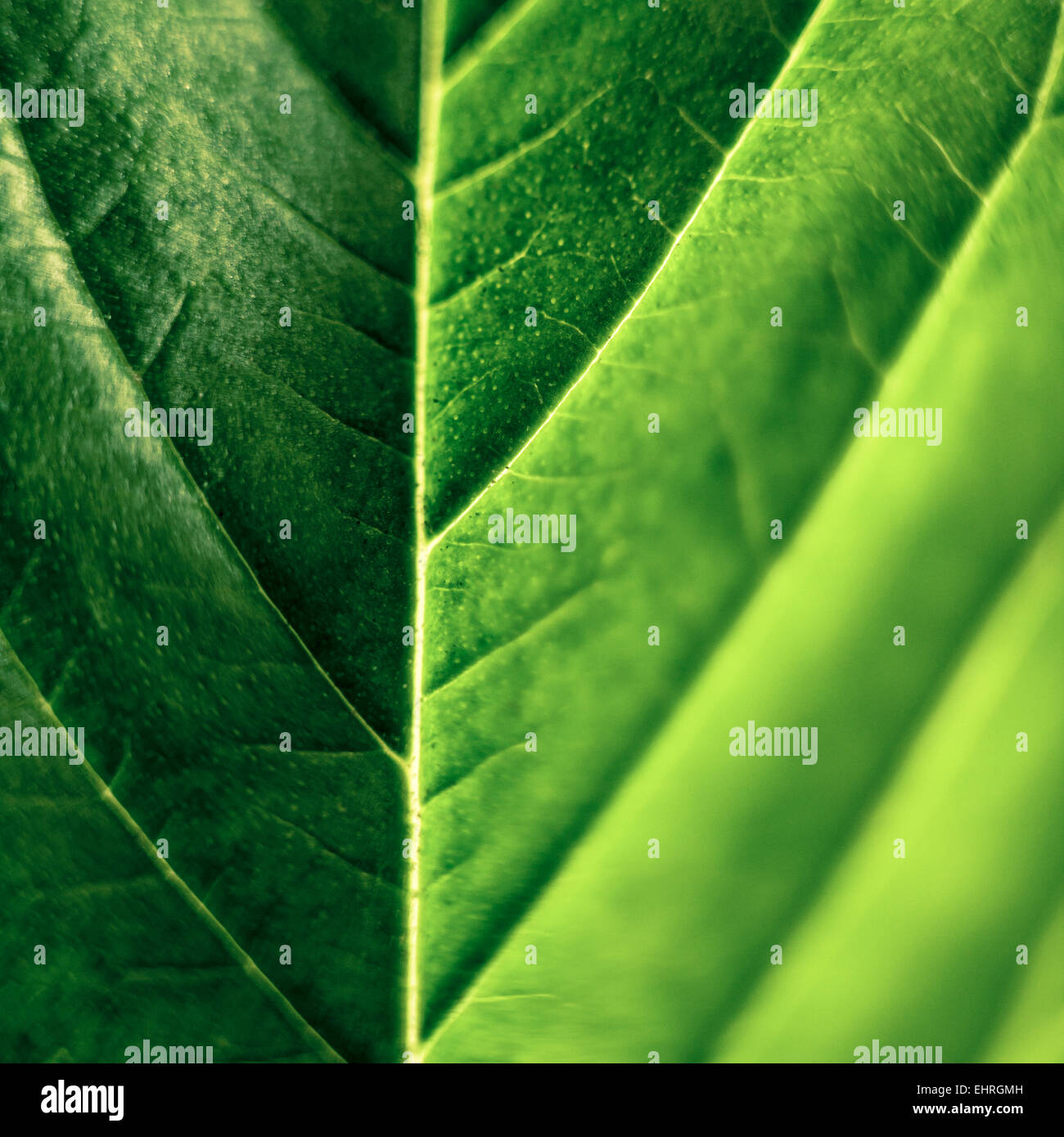 Green macro leaf hi-res stock photography and images - Alamy