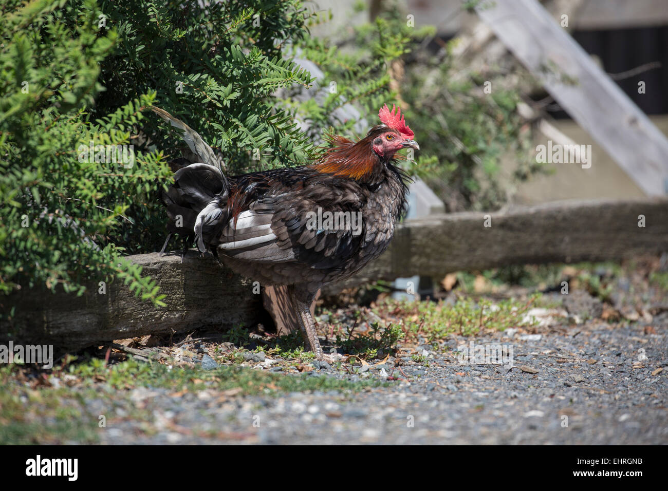 Chicken beak hi-res stock photography and images - Alamy