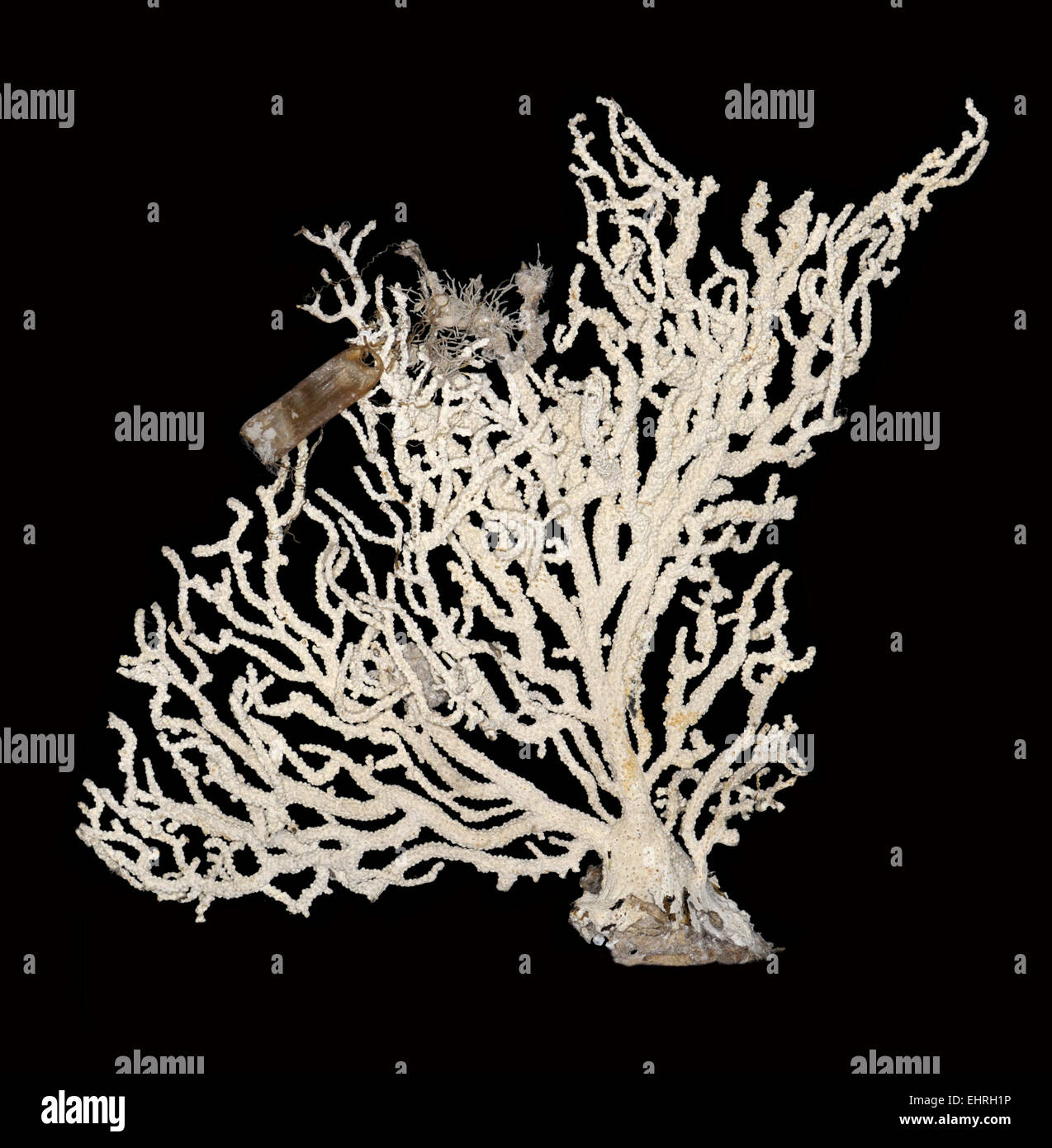 Sea fan hi-res stock photography and images - Alamy