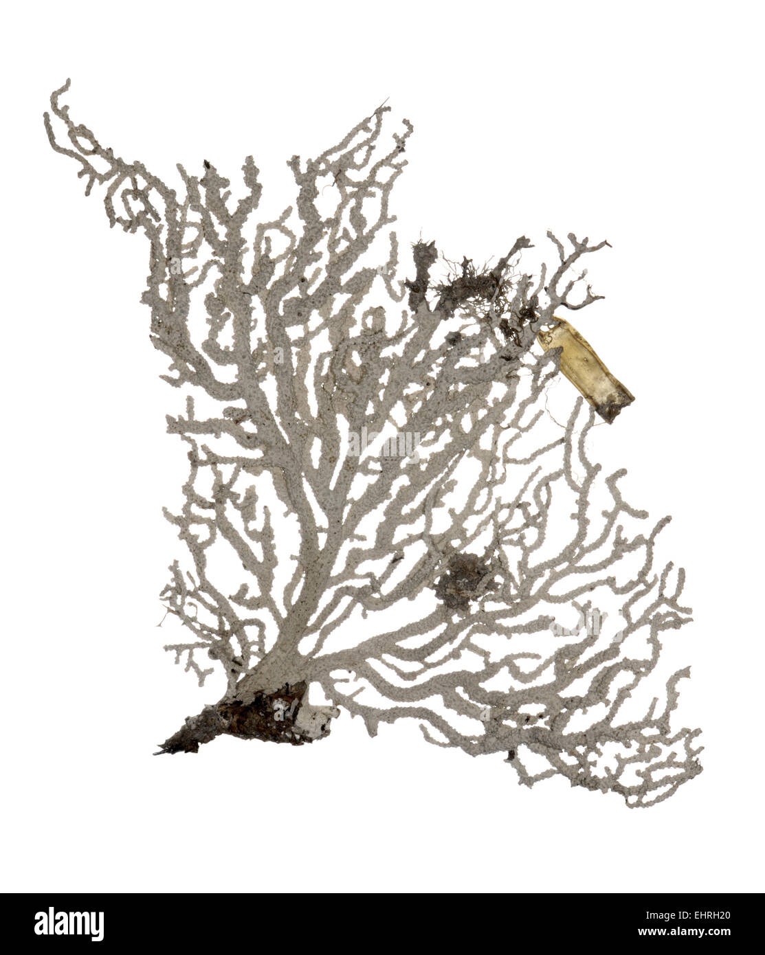 Sea fan hi-res stock photography and images - Alamy