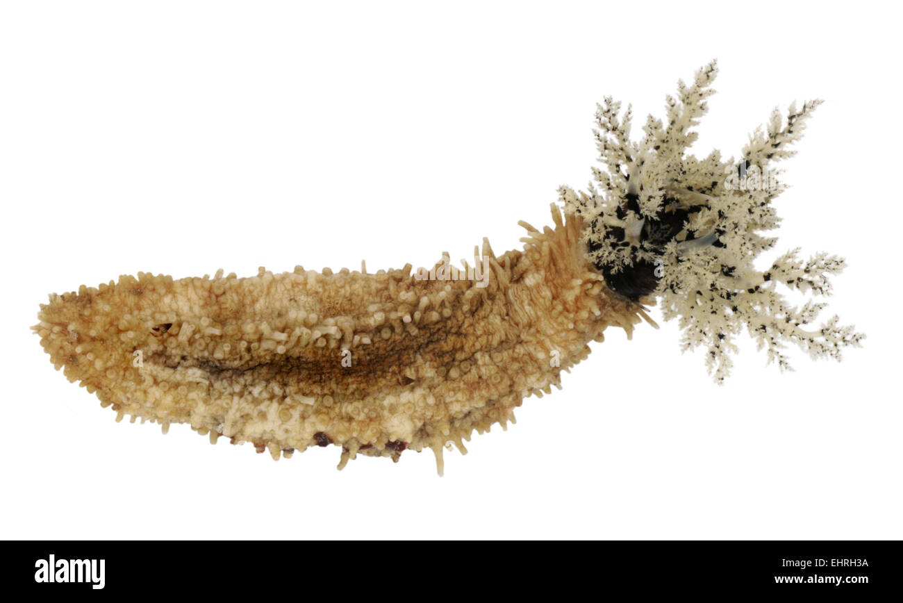 Marine ocean Cut Out Stock Images & Pictures - Alamy