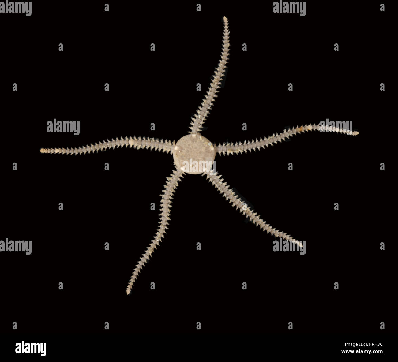 Reticulated Brittle Star