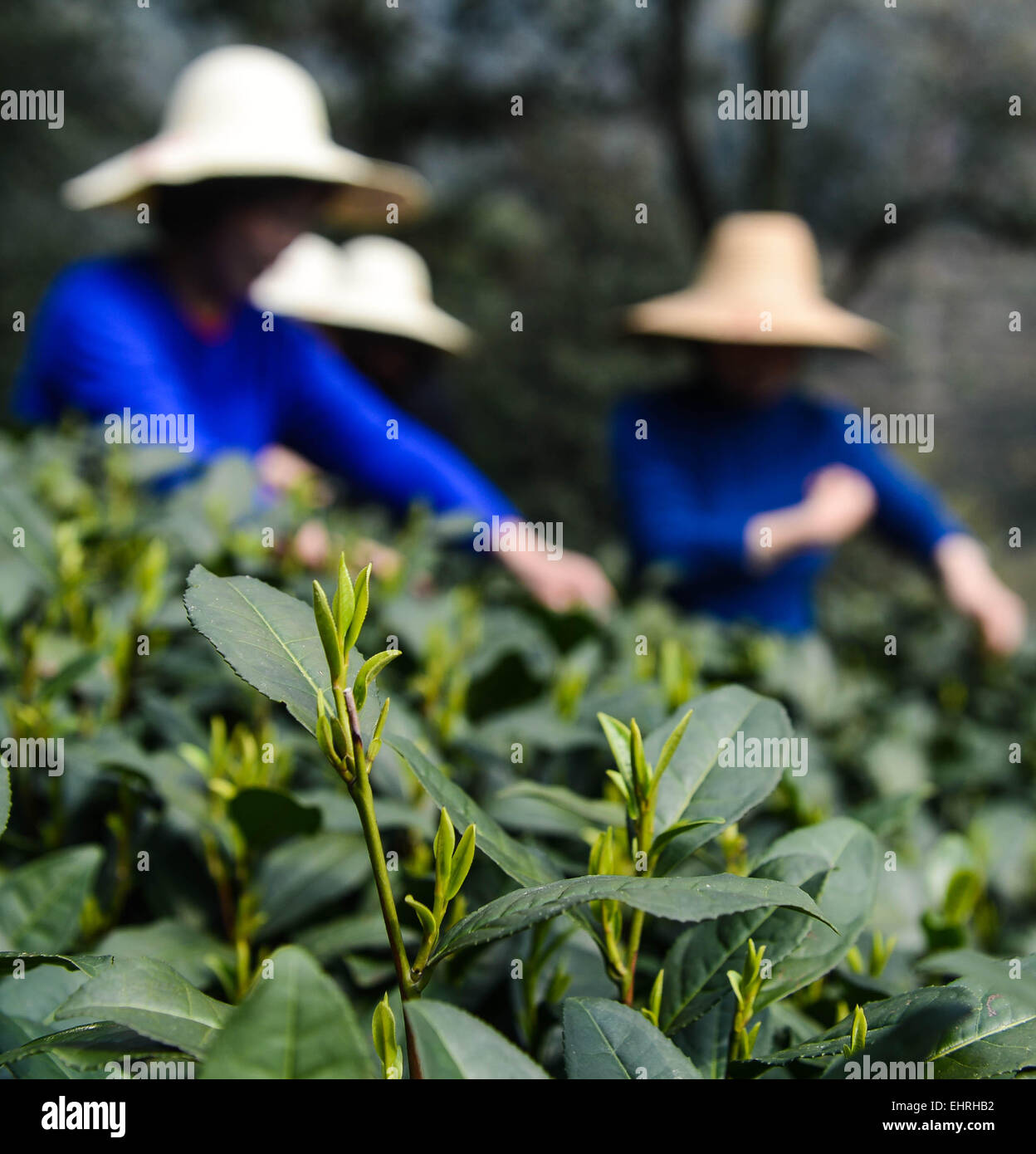 Hangzhou tea harvest hi-res stock photography and images - Alamy