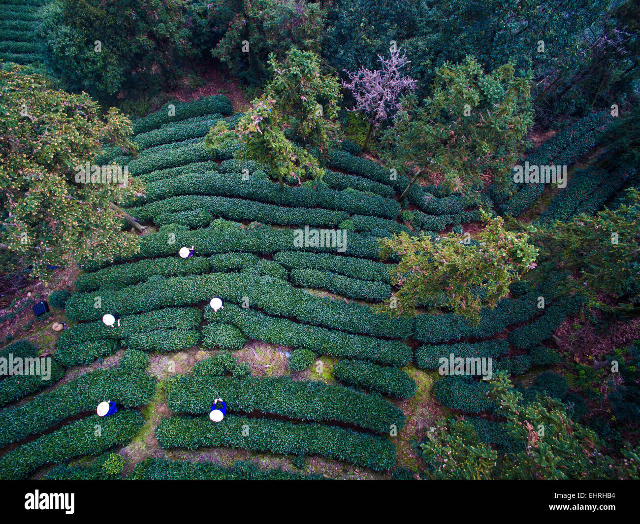 Hangzhou tea harvest hi-res stock photography and images - Alamy