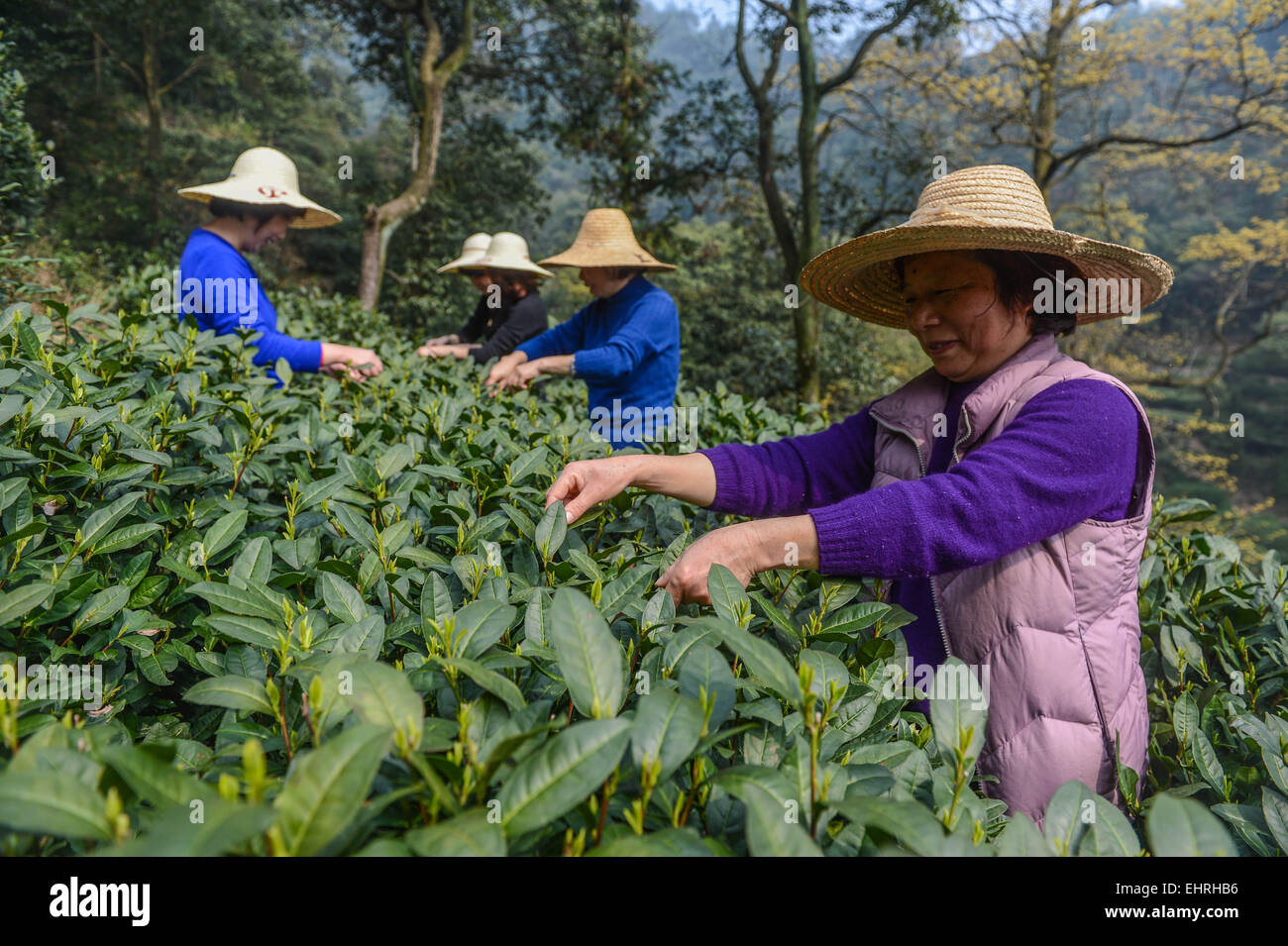 (150317) -- HANGZHOU, March 17, 2015 (Xinhua) -- Farmers harvest West ...