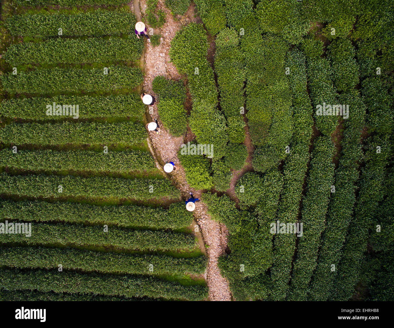(150317) -- HANGZHOU, March 17, 2015 (Xinhua) -- Farmers harvest West ...