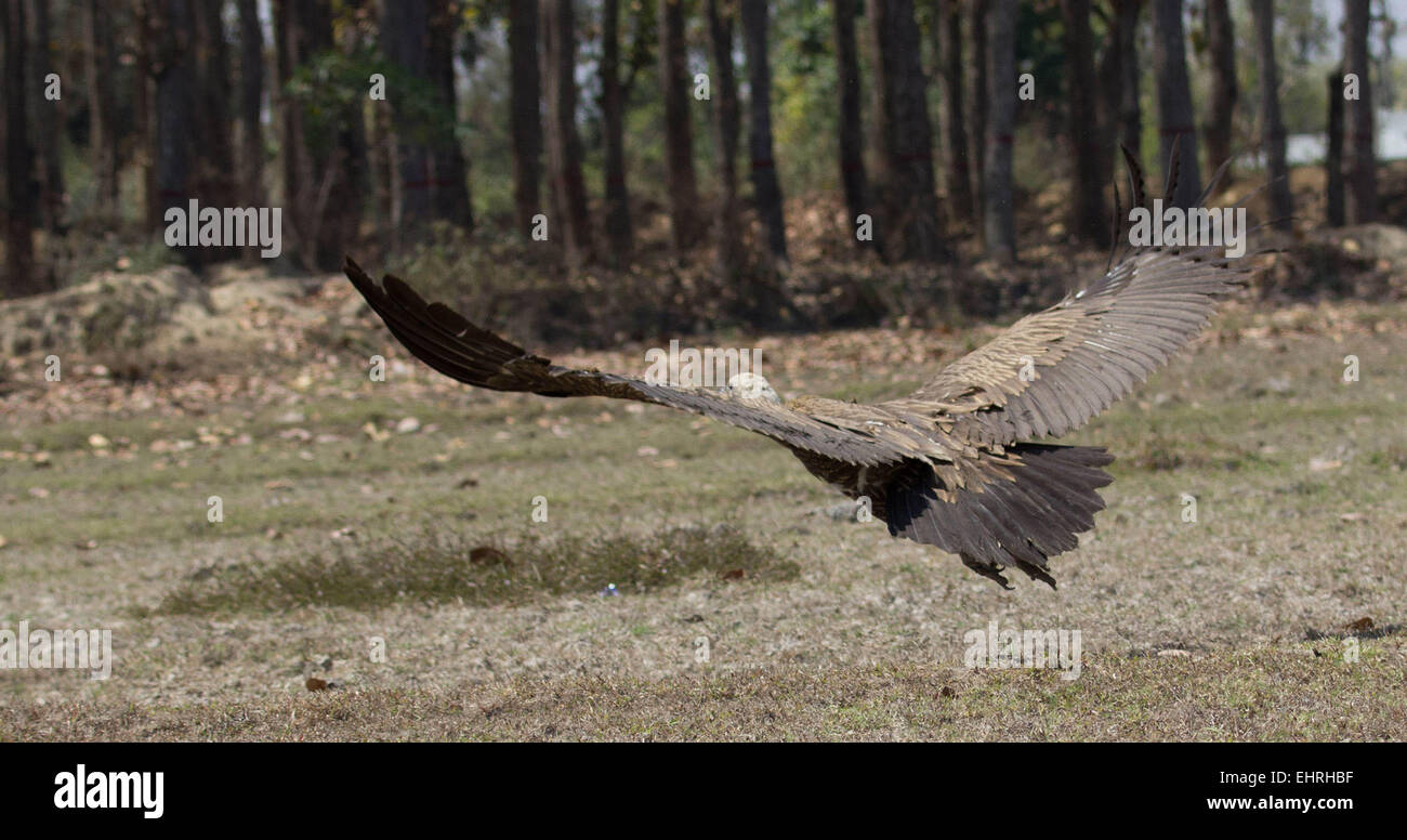 Rani, Assam, India. 17th Mar, 2015. A Himalayan Griffon Vulture, an ...