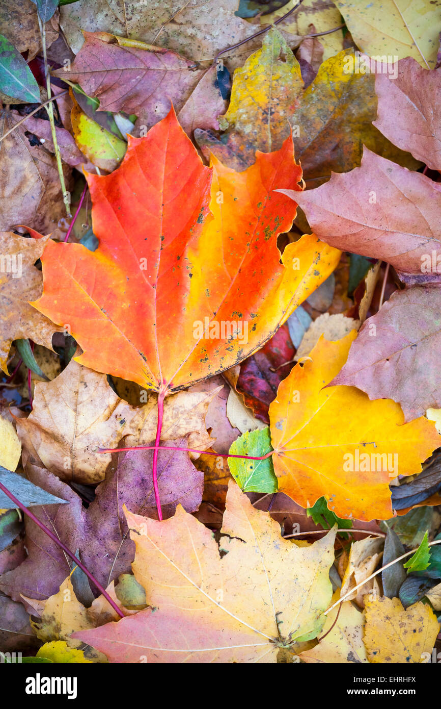 Leaf leaves colorful hi-res stock photography and images - Alamy