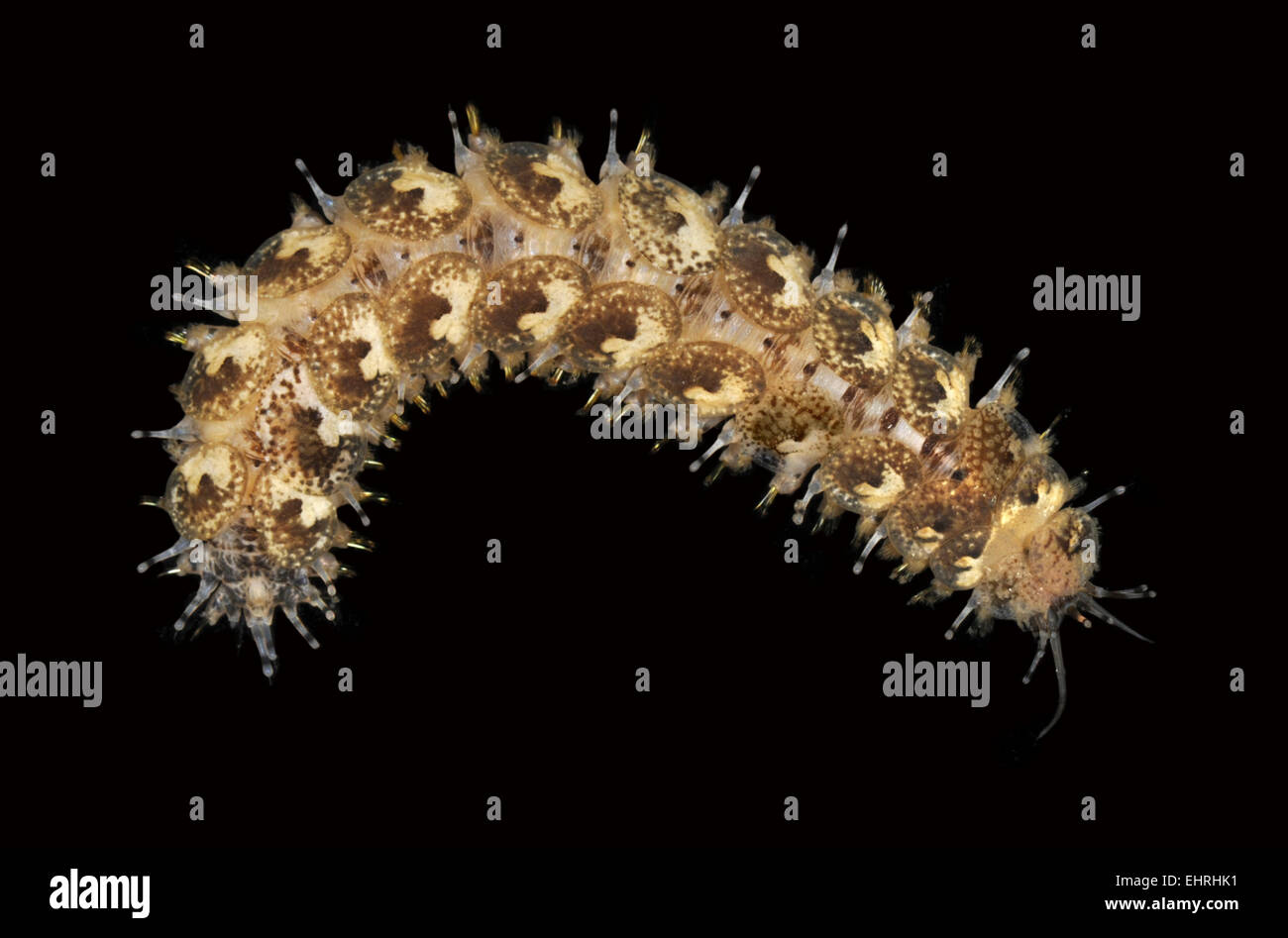 Scale worm hi-res stock photography and images - Alamy