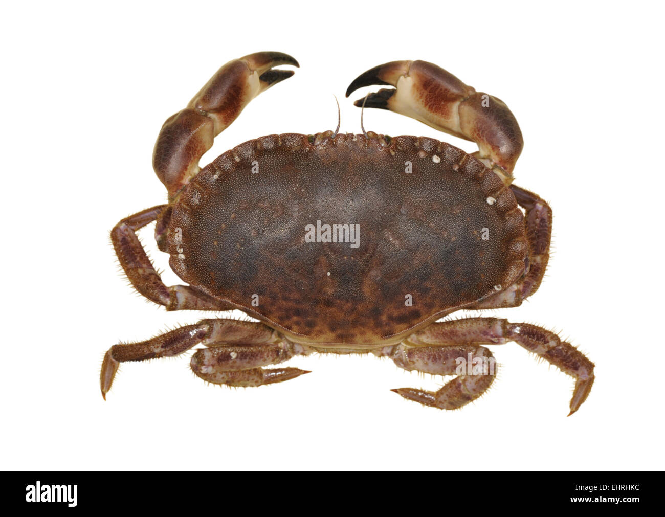 Edible Crab - Cancer pagurus Stock Photo - Alamy