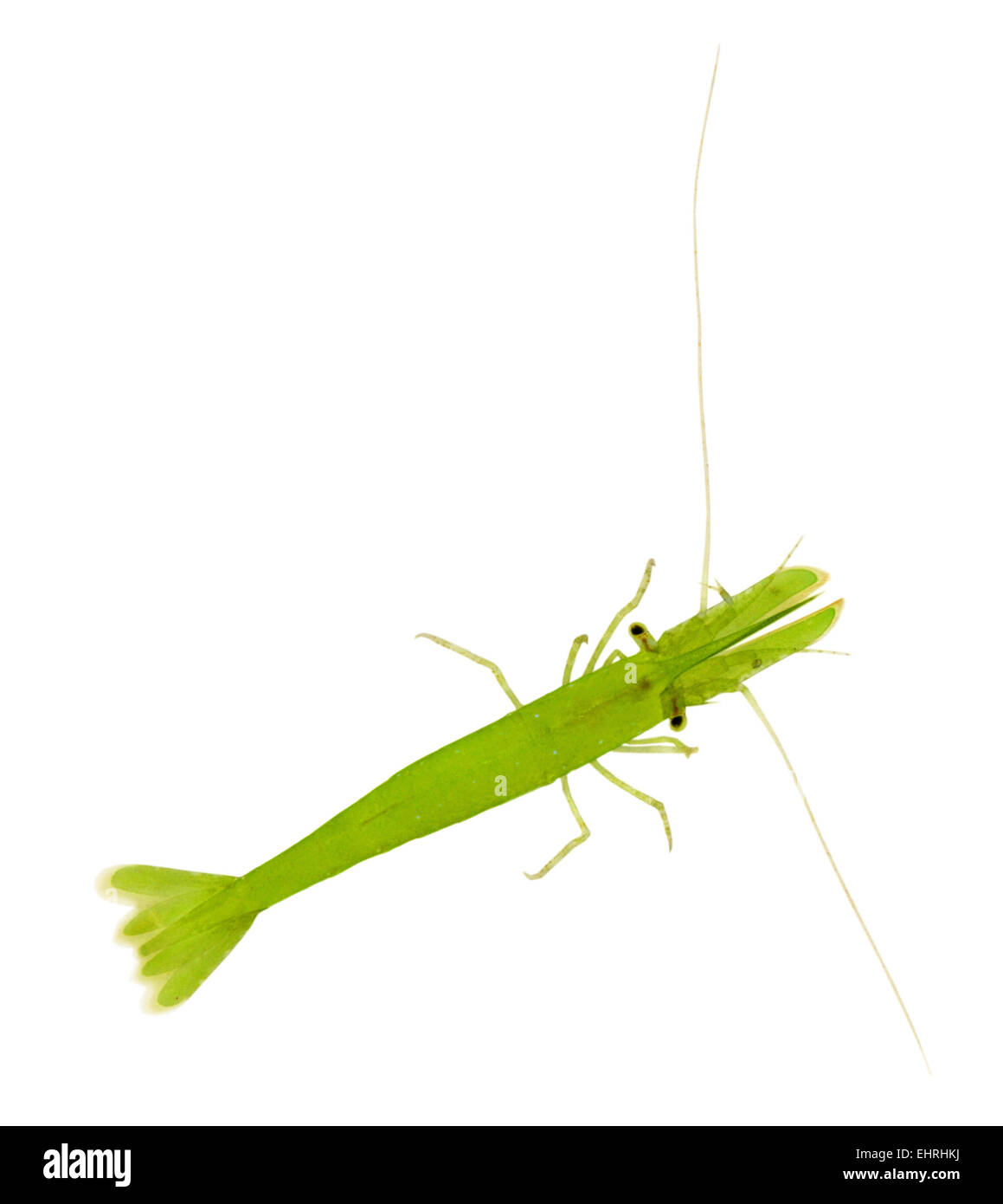 Hippolyte inermis hi-res stock photography and images - Alamy