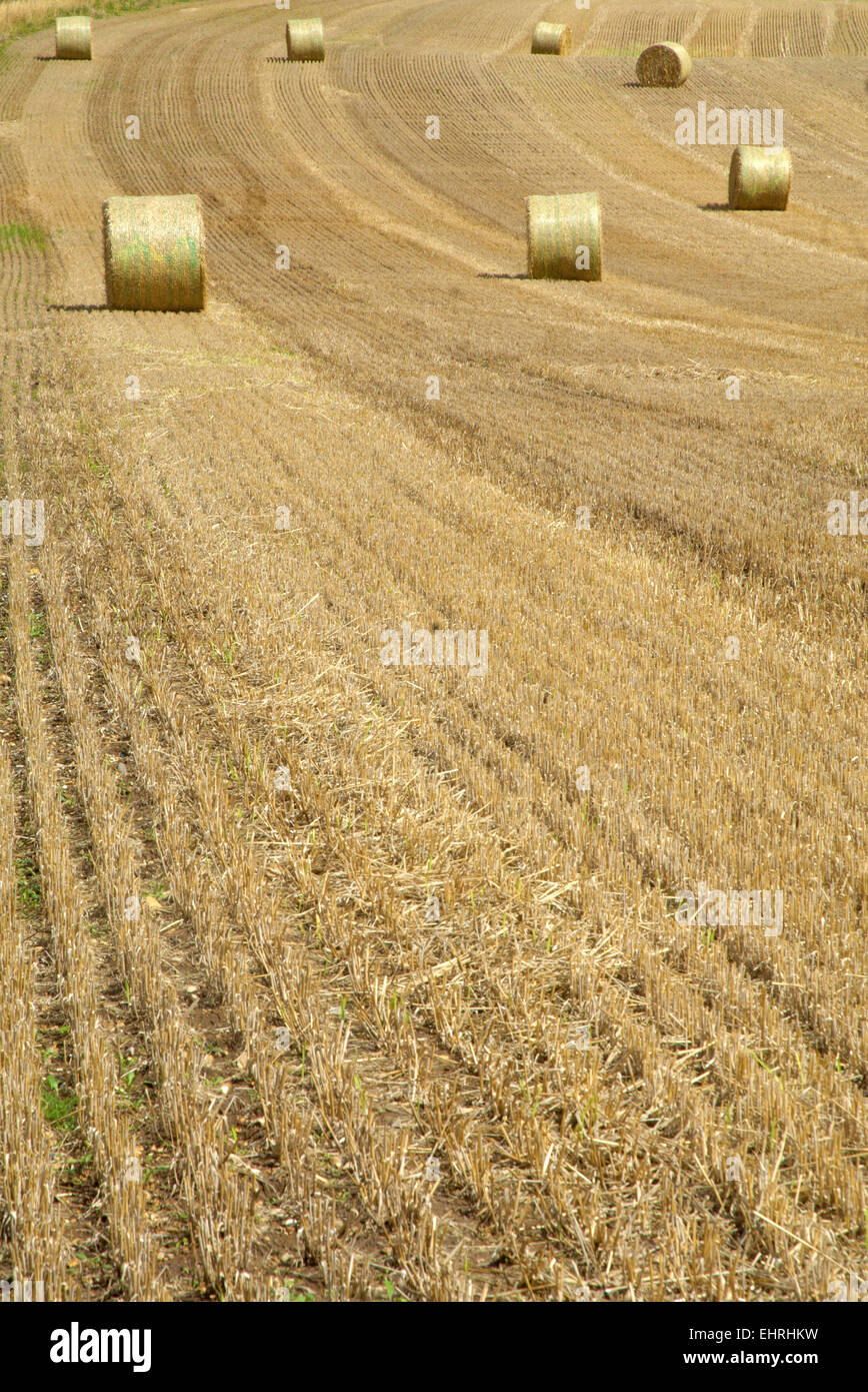 Rolled hay bales in a field Stock Photo - Alamy