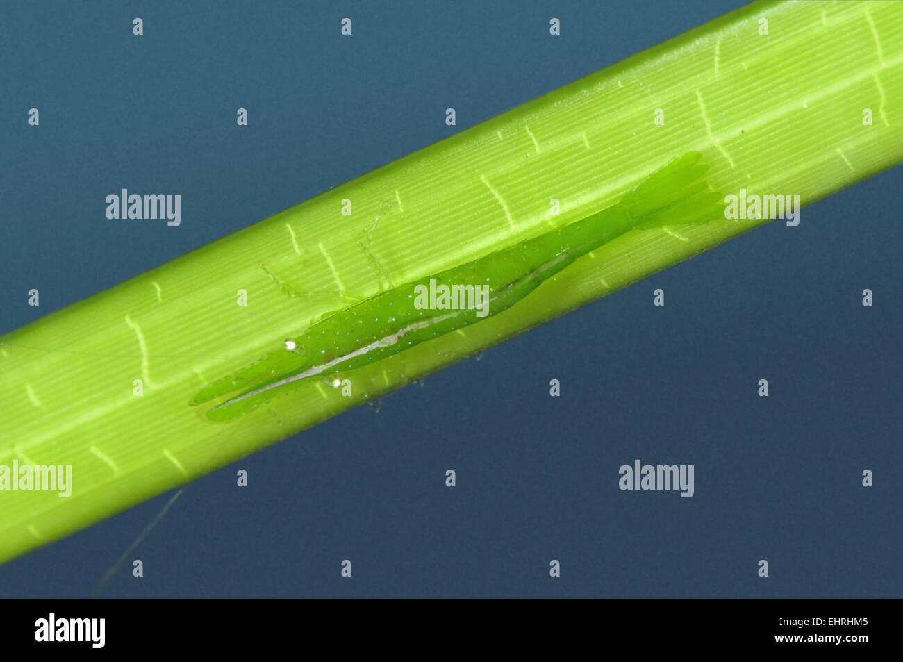 Hippolyte Inermis High Resolution Stock Photography and Images - Alamy