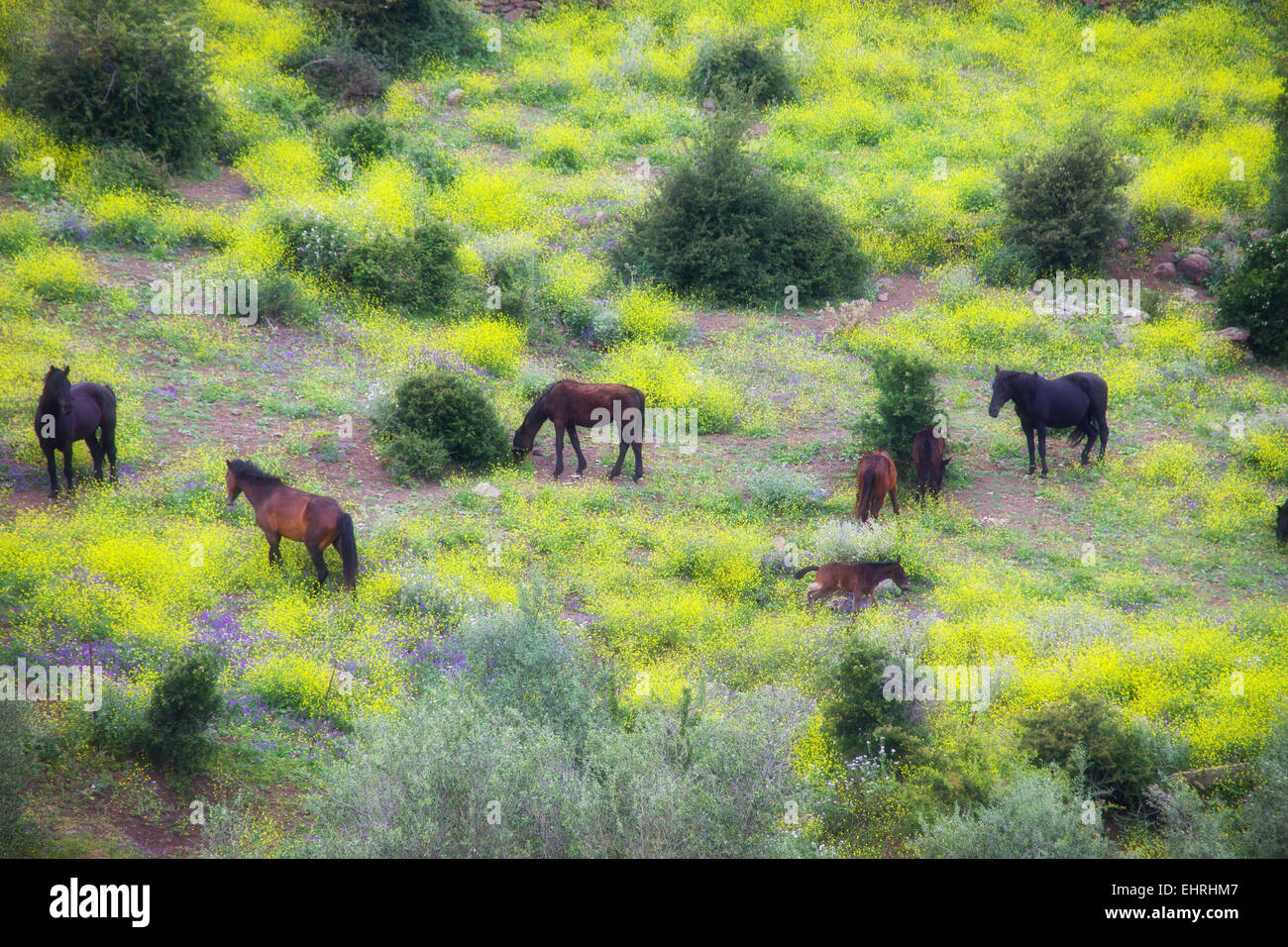 Drove of horses hi-res stock photography and images - Alamy