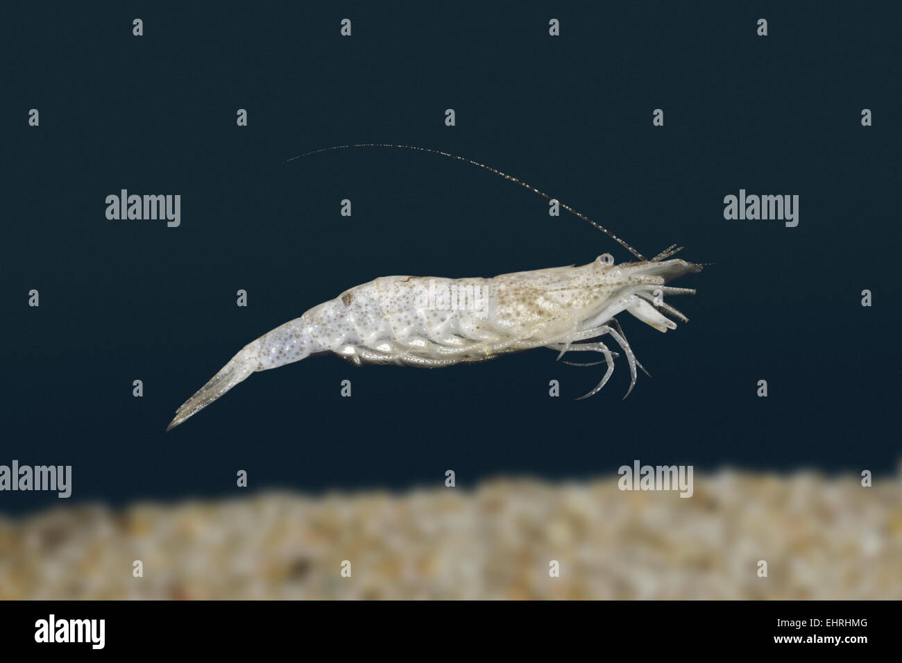 Common shrimps hi-res stock photography and images - Alamy
