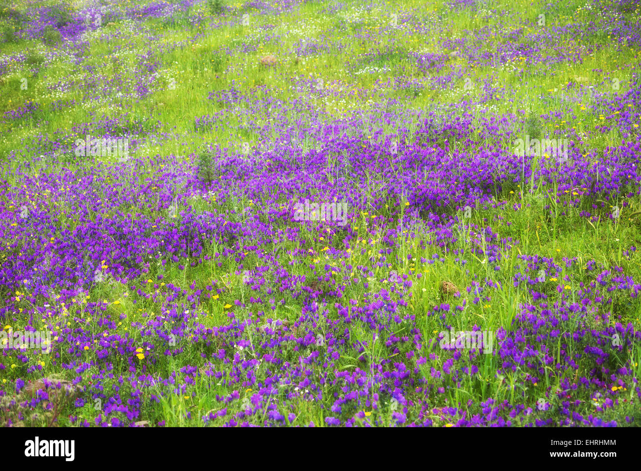 Flowery field in spring Stock Photo - Alamy