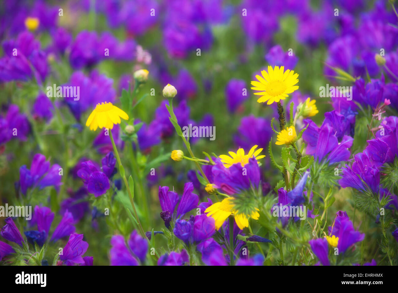 Flowery field in spring Stock Photo - Alamy