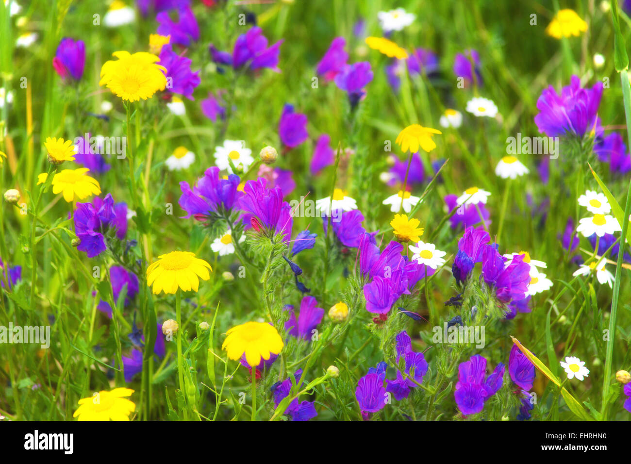 Flowery field in spring Stock Photo - Alamy