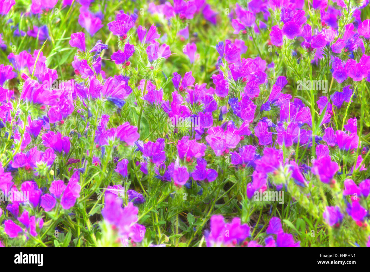 Spring flowers painting field hi-res stock photography and images - Alamy