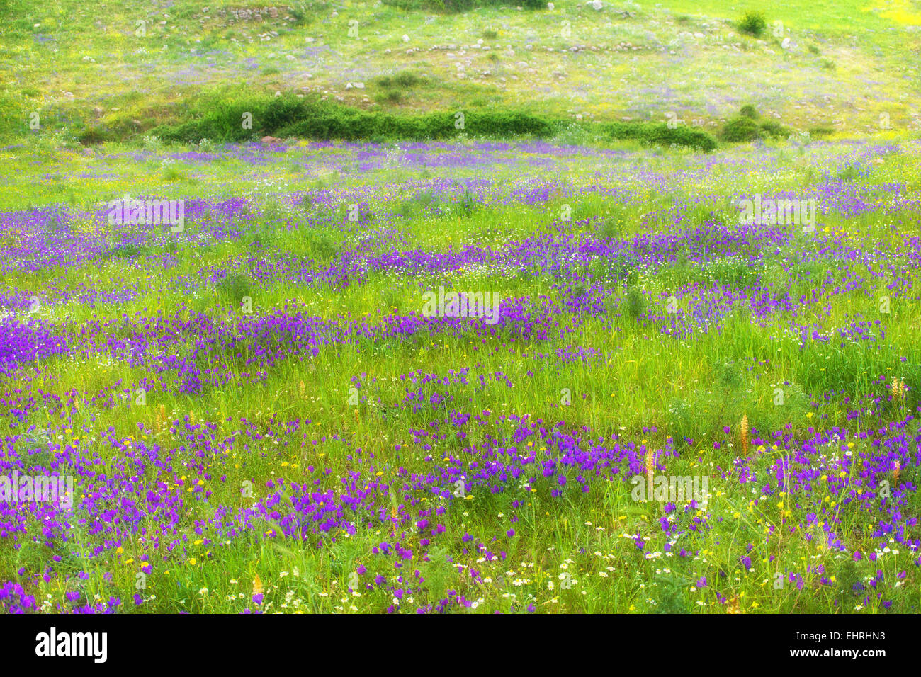Flowery field hi-res stock photography and images - Alamy