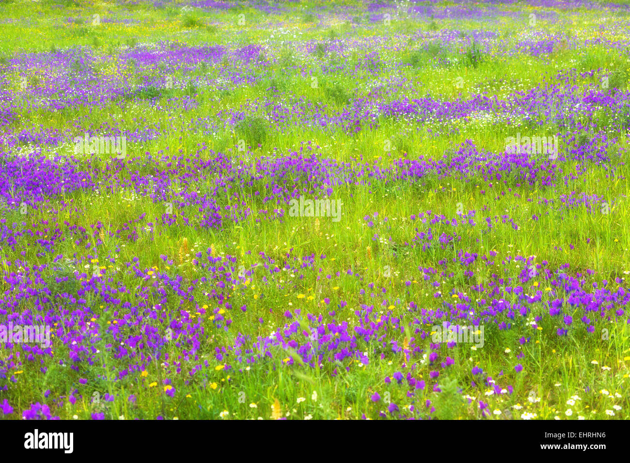 Flowery grass field hi-res stock photography and images - Alamy